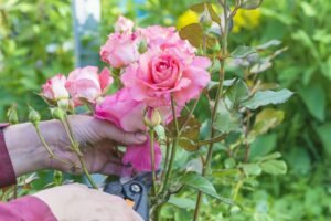 How to Prune Standard Roses Correctly - Flashy House